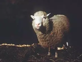 Kiedy sklonowana owca Dolly zmarła w wieku 6 lat, naukowcy odkryli w jej komórkach niezwykle krótkie telomery.