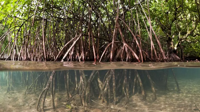 мангрові зарості