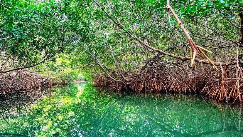 mangrovele