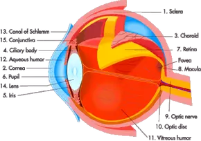 انسانی آنکھ کے اہم حصے
