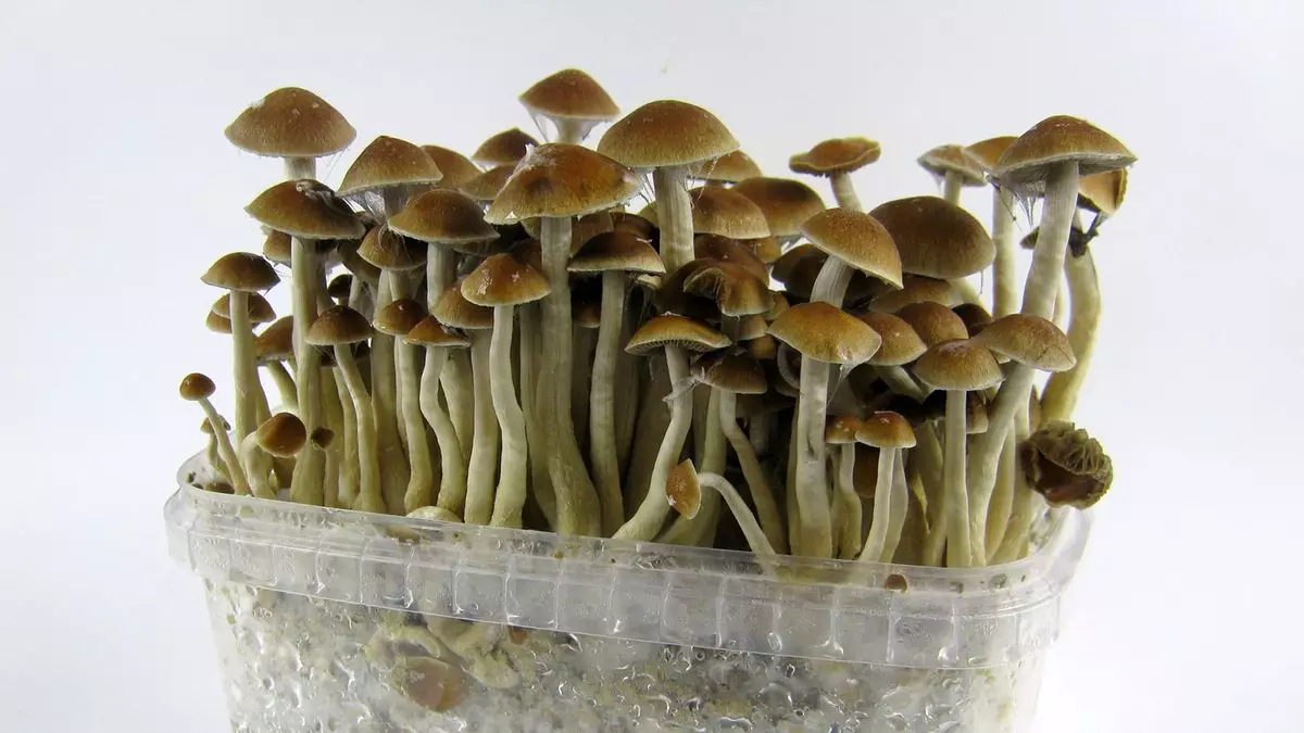 Краткая история волшебных грибов - Как работают волшебные грибы