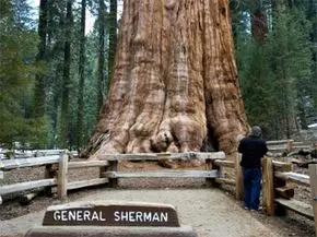 Go dtí seo, tá an teideal ag an nGinearál Sherman, sequoia ollmhór, mar an crann aonair is mó ar domhan.