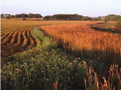 보존 농업이 유기농업보다 더 나은가요?