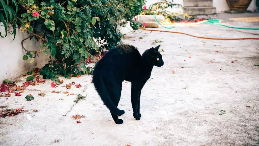 Наляканий чорний кіт