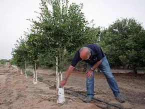 ชาวนา Arye Shrayber ตรวจสอบต้นมะนาวของเขาในเมือง Kibbutz Nirim ประเทศอิสราเอล ประเทศกำลังเผชิญกับปัญหาการขาดแคลนน้ำโดยใช้น้ำเสียรีไซเคิลเพื่อการชลประทาน