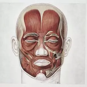 האנטומיה של הפנים