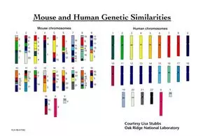 O lanu ma numera tutusa i luga o chromosomes isumu (L) o loʻo faʻaalia ai chromosomes a tagata (R) o loʻo i ai vaega tutusa (tutusa).