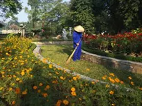 En los próximos otoños, es posible que se encuentre rastrillando flores en lugar de hojas caídas.