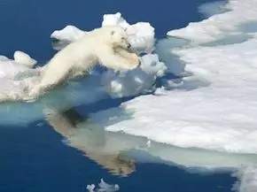 Un orso polare si fa strada attraverso lo scioglimento del ghiaccio artico.