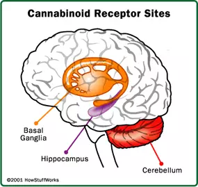 Gukora Urubanza Marijuana Yubuvuzi 4664_1