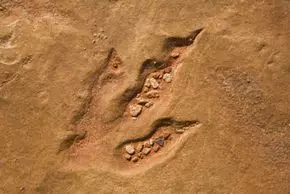 Окаменелый след нижнеюрского тероподового динозавра, найденный в резервации навахо в Аризоне.