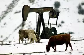 Beberapa hewan, seperti sapi di sini, bahkan tampaknya tidak memperhatikan anjungan minyak.