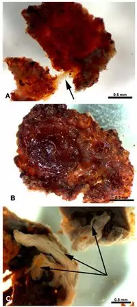 Sombiny demineralized amin'ny tavy manarona ny lava-tsokatry ny Tyrannosaurus rex femur.