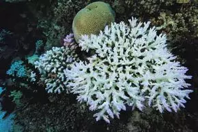 Ukunyuka kweasidi yolwandle kunokufaka isandla kwi-coral bleaching.