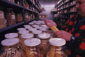 North Central Regional Plant Introduction Station i Iowa katalogiserar mer än 10 000 sorters majs.