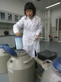 Un investigador almacena criogénicamente semen de panda en la Base de Investigación de Cría de Panda Gigante de Chengdu.