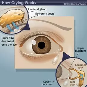 Ilustrație a ceea ce se întâmplă în și în jurul ochiului uman atunci când oamenii plâng