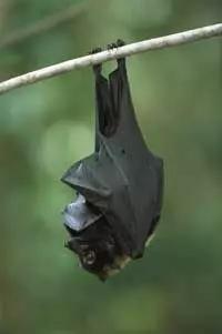 Os morcegos como o raposo voador de anteojos (Pteropus conspicillatus) son excelentes para dispersar sementes, o que podería axudar a acelerar os esforzos de reforestación.