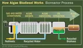 Kaip veikia dumblių biodyzelinas: bioreaktoriaus procesas