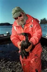 한 어부가 알래스카 해안에서 폭발한 Exxon Valdez 유조선에서 유출된 기름으로 덮인 새를 운반하고 있습니다.