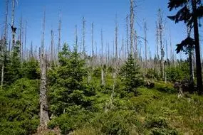 એસિડ ડિપોઝિશન વૃક્ષોને નબળા પાડે છે અને સપાટીના પાણીને પ્રદૂષિત કરે છે.