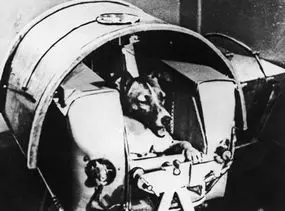 Laika în Sputnik II înainte de decolare. Ultima ei masă din zbor a fost otrăvită pentru a o împiedica să moară de o moarte lentă de foame. Cu toate acestea, ea a murit de panică și sufocare la câteva ore de la decolare.