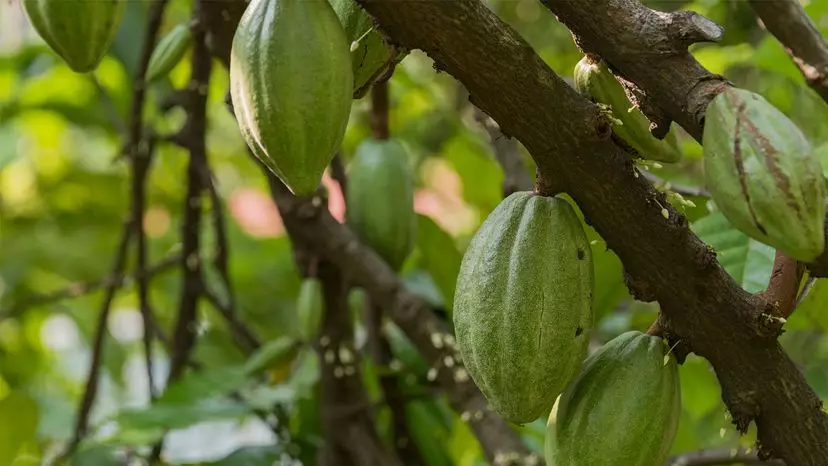 ಮರದ ಮೇಲೆ ಕೋಕೋ ಬೀಜಕೋಶಗಳು