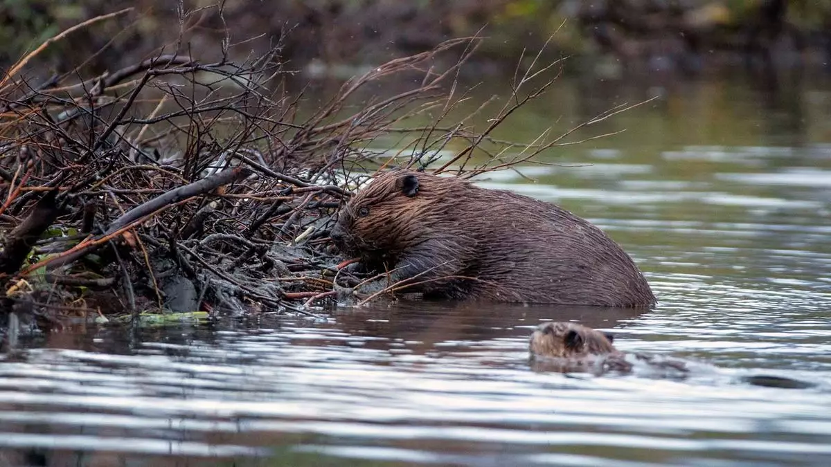 Beavers, Permafrost we howanyň üýtgemegi arasynda adaty bolmadyk baglanyşyk