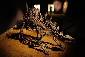 La Cina ha fornito un gran numero di fossili alla documentazione fossile: la storia naturale della Terra catturata da tutti i resti fossili scoperti fino a questo punto. Questo scheletro è stato esposto a Shanghai nel luglio 2007.