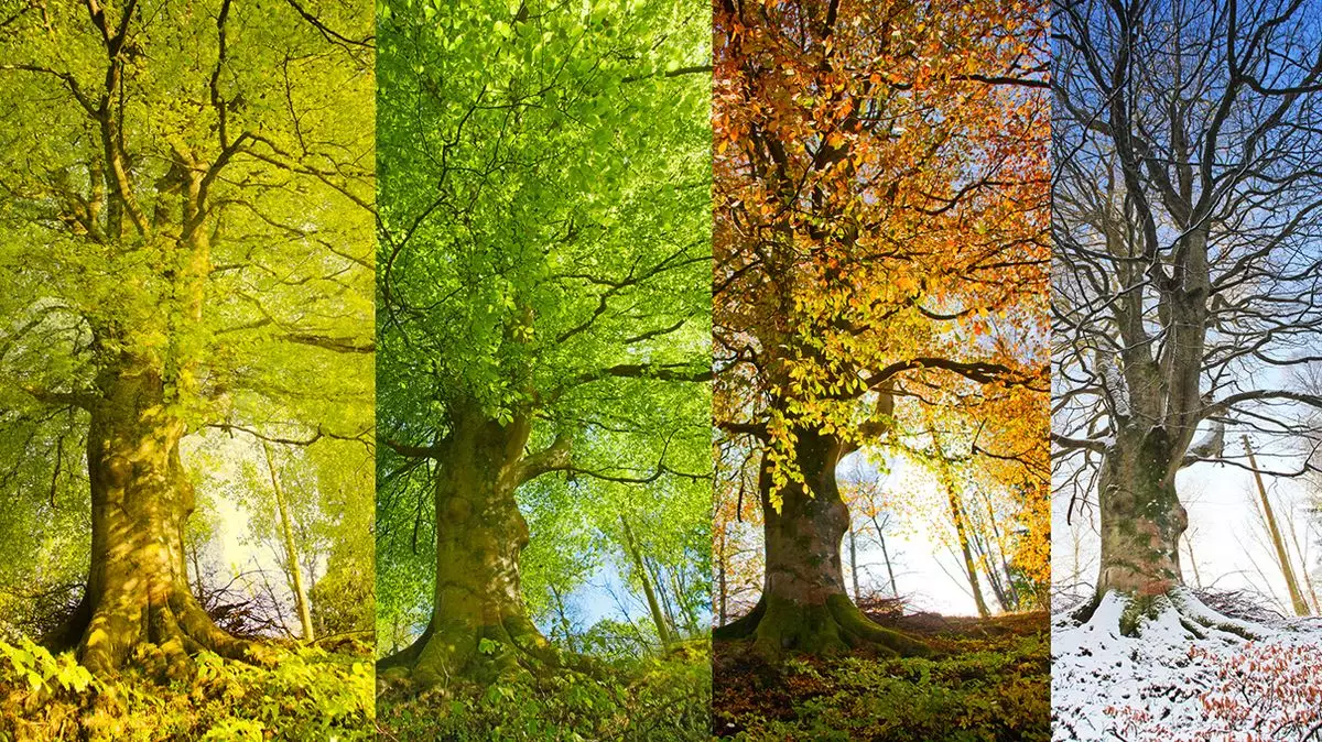 A medida que cambia el clima de la Tierra, ¿es hora de redefinir las cuatro estaciones?