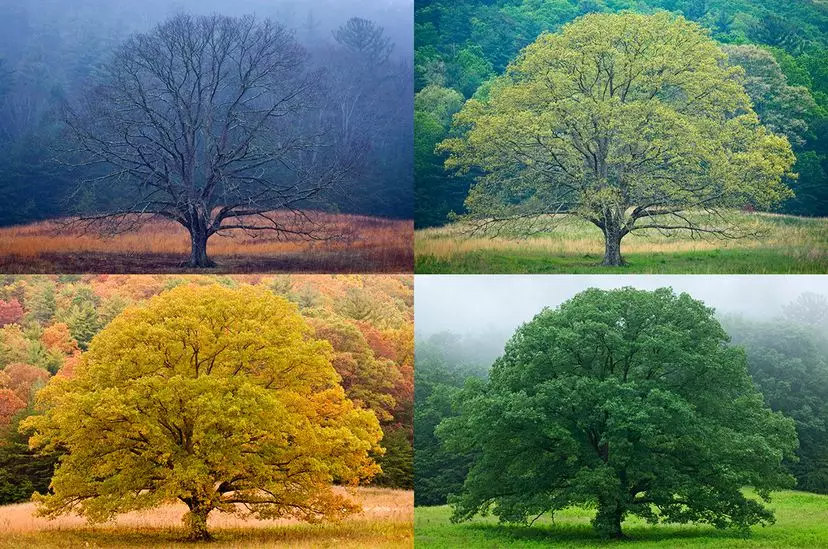 Vier Jahreszeiten, Frühling, Sommer, Winter, Herbst, dargestellt mit einem einzigen Baum