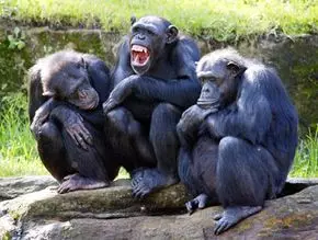 Шимпанзе, као и људи, могу бити подложне заразном зевању.