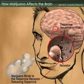 A marihuana actúa como neurotransmisor, uníndose aos receptores de dopamina e provocando a liberación de dopamina no cerebro.