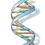 Yn simulaasjes nimme plasmakristallen soms de dûbele helixfoarm fan DNA oan.