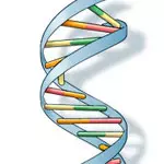 რას აკეთებს დნმ - დნმ-ის როლი