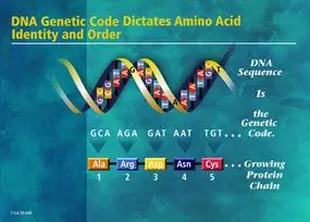 Der genetische Code besteht aus 3 Basen