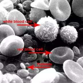 सामान्य रक्ताभिसरण करणाऱ्या मानवी रक्ताची स्कॅनिंग इलेक्ट्रॉन सूक्ष्मदर्शक प्रतिमा.