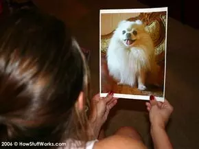 Psihologi pogosto delajo s fotografijo živali.