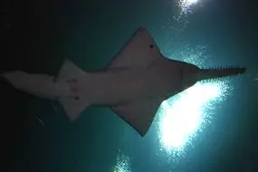 Ein Großzahn-Sägefisch im Tank der Ocean Voyager. Der Sägefisch frisst kleine Fische, Krebstiere und Weichtiere. Es verwendet seine Säge oder sein Podest zum Angriff, zur Verteidigung und zum Graben nach Beute.