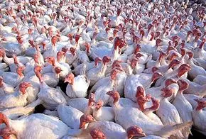 Οικόσιτες γαλοπούλες. Αν και τα στελέχη της γρίπης των πτηνών συχνά μολύνουν τα άγρια πτηνά, είναι συχνά πιο επικίνδυνα για τα οικόσιτα πτηνά.