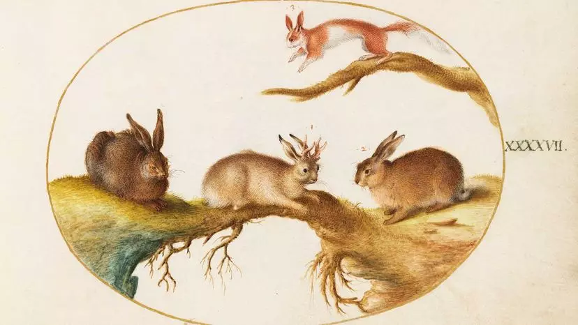 Plate XLVII ee Animalia Qvadrvpedia et Reptilia (Terra) ee Joris Hoefnagel, qiyaastii 1575, oo muujinaya