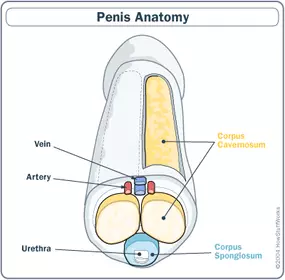 Penis hanterar två uppgifter: urinering och utlösning.