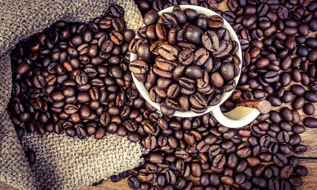 זני קפה - איך עובד קפה