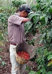कॉफी बीनने वाले प्रतिदिन 100 से 200 पाउंड (45 और 90 किग्रा) कॉफी चेरी चुन सकते हैं। इस भार का केवल 20 प्रतिशत ही वास्तविक फलियों का होता है।