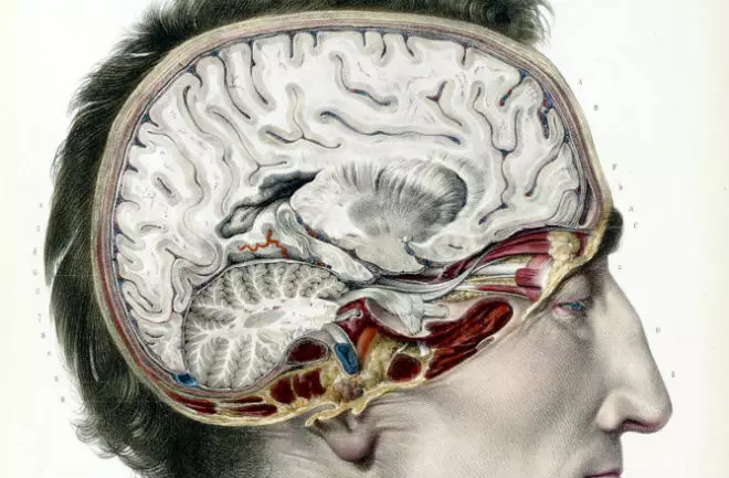 Donji mozak - Kako vaš mozak radi