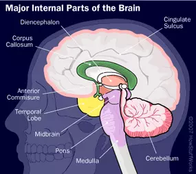 Apprenez à mieux connaître l'intérieur de votre cerveau.