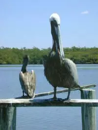 Pelicanos marrons geralmente se alimentam tanto do oceano quanto do lado sadio das ilhas barreira