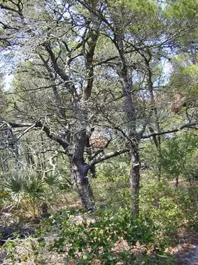 Scrub tree nga komunidad sa usa ka maritime forest