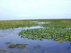 Sawgrass community sa barrier flat (ibabaw) ug salt marsh community sa sound side (ubos)