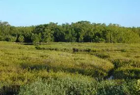 Comunidade Sawgrass em uma barreira plana (superior) e comunidade de sapal no lado do som (inferior)